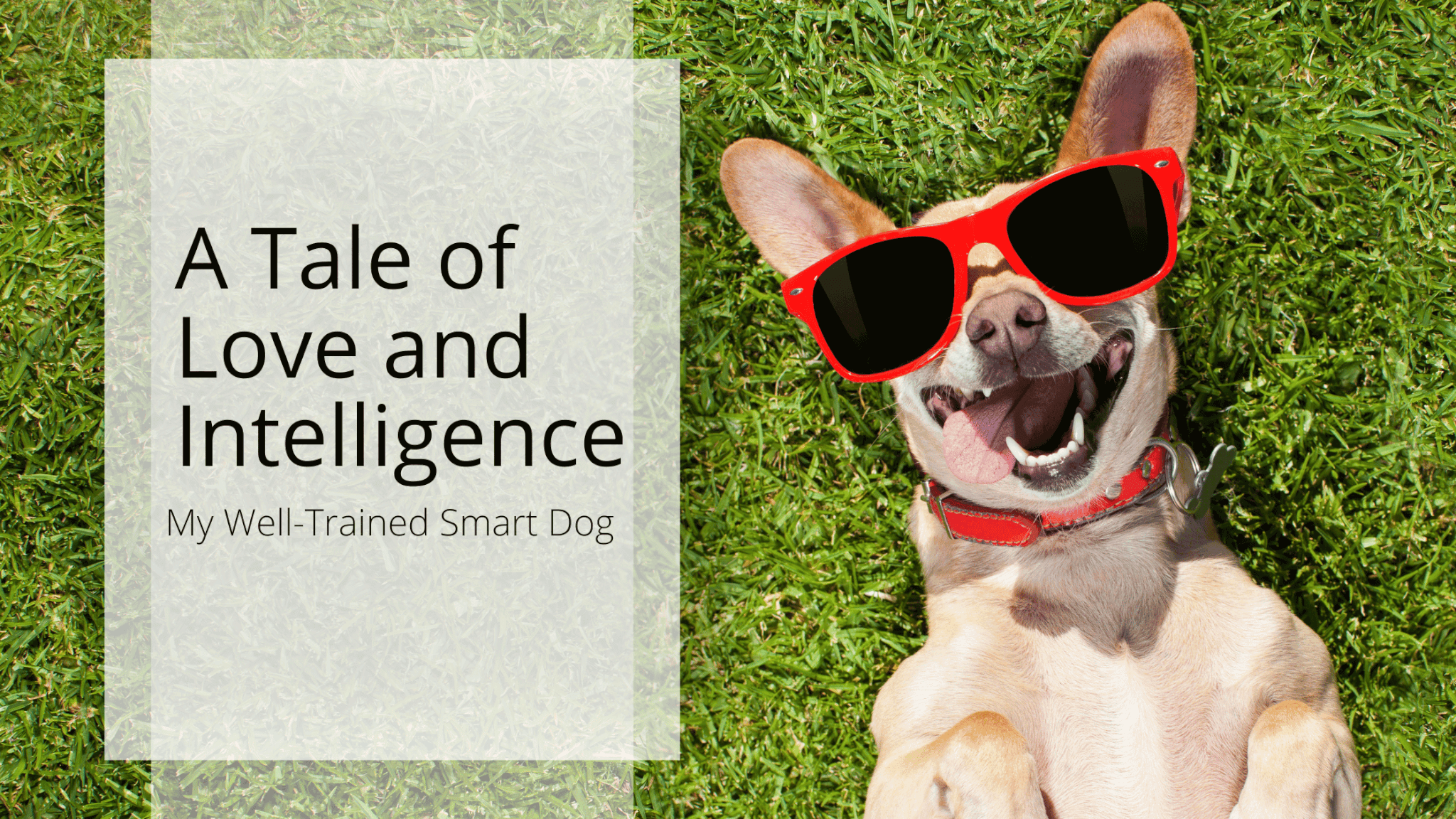 A Tale of Love and Intelligence: My Well-Trained Smart Dog - Deszin